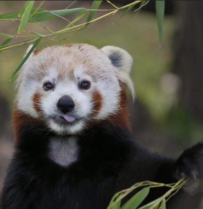 Red panda | Scrolller