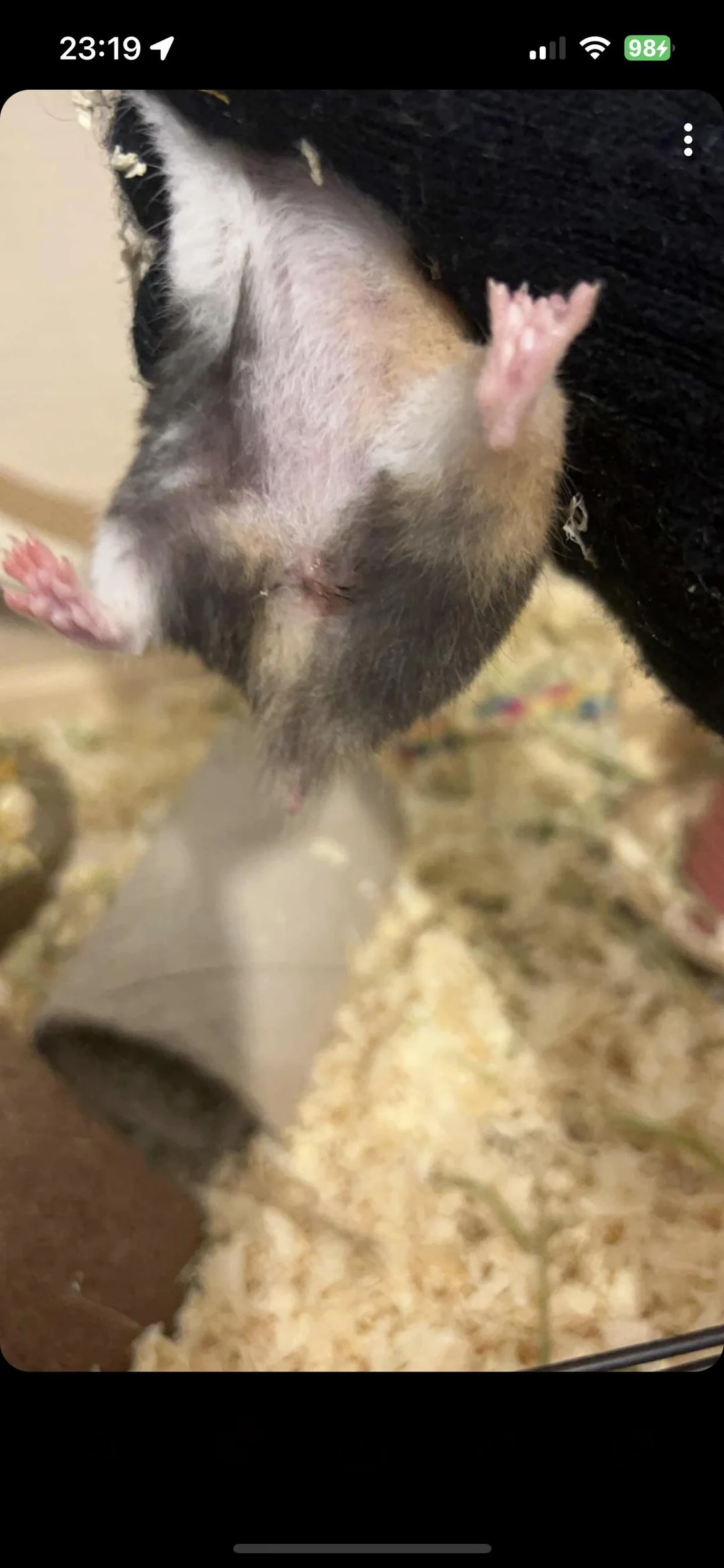 Hamster Gender? | Scrolller