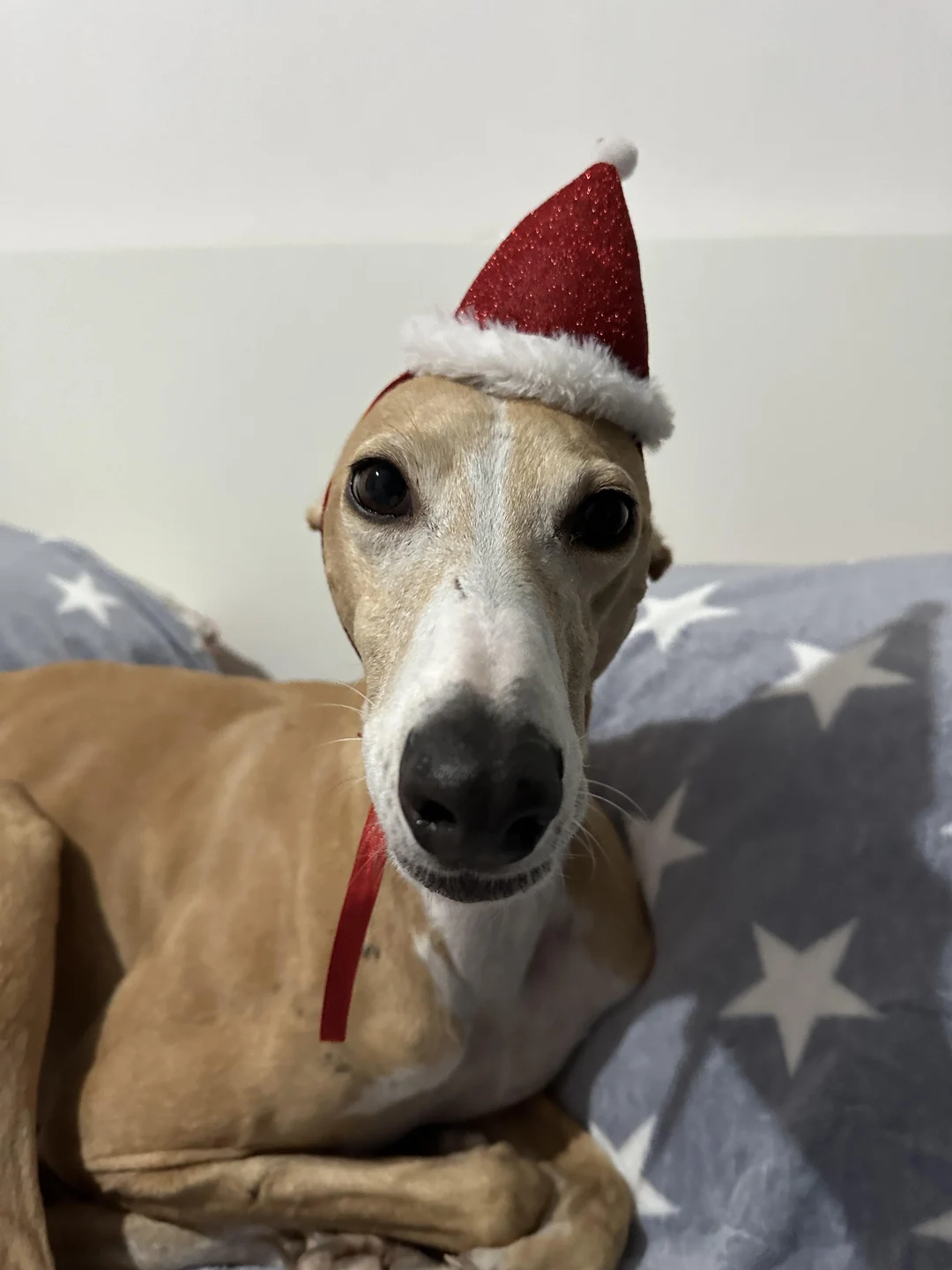 Festive girl | Scrolller