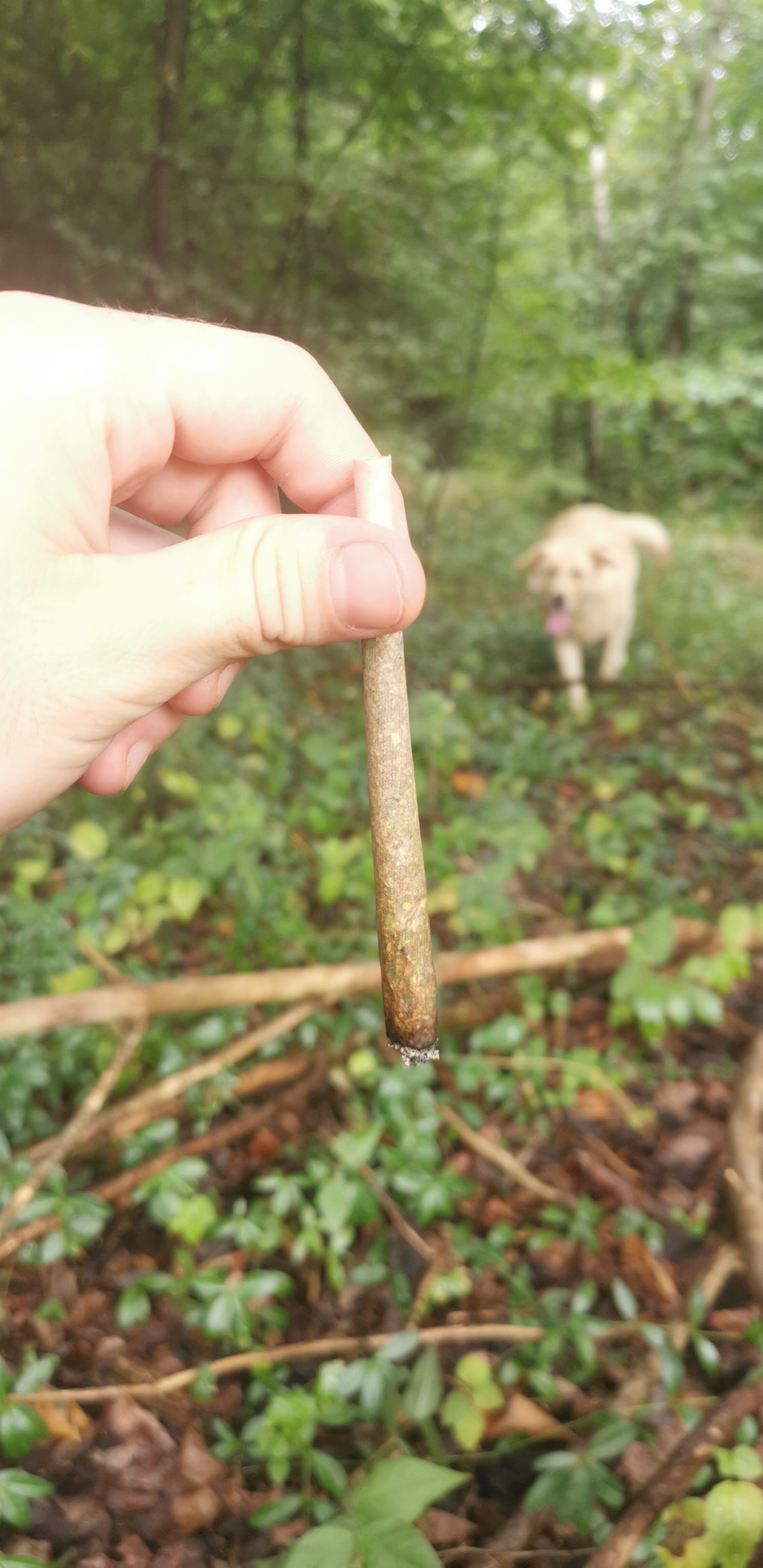 Anybody else loves to go on a walk while smoking | Scrolller