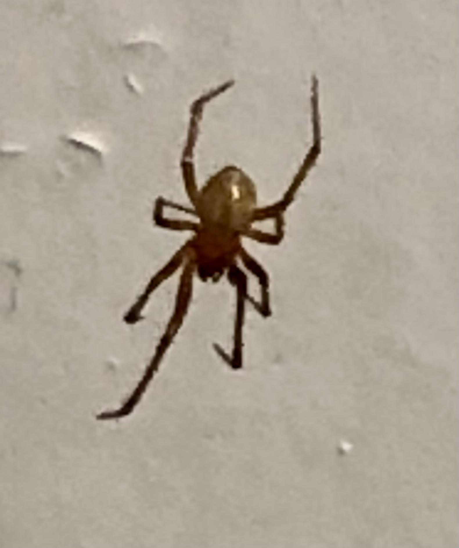 Help identifying spider | Scrolller