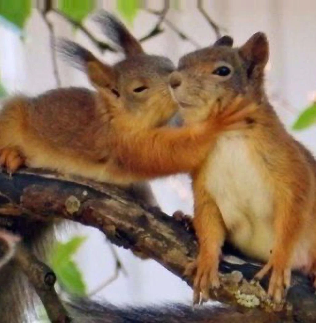 Discover more like Squirrels: Love in the air😘 and Related Content ...