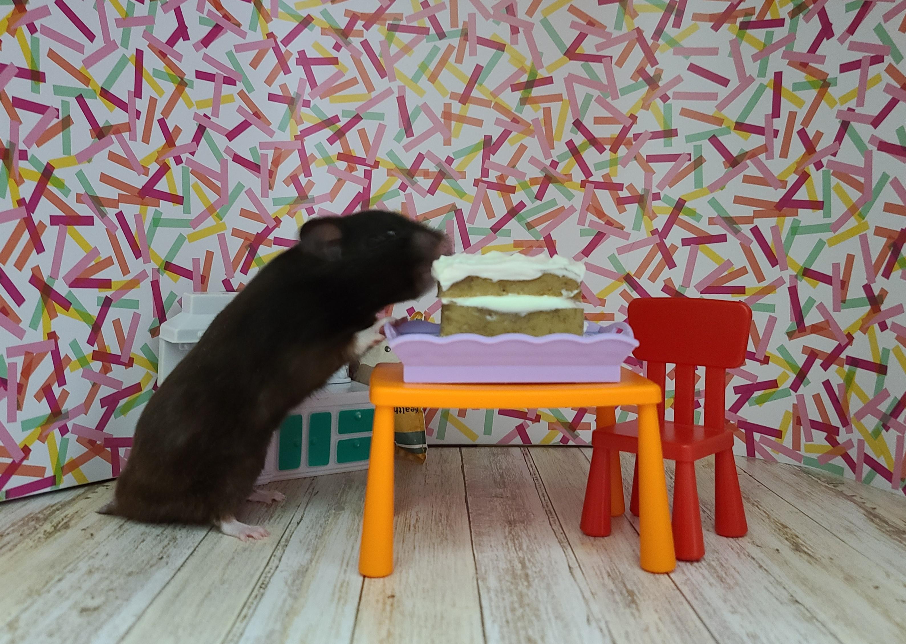 Hamster's first birthday cake smash! (OC) | Scrolller