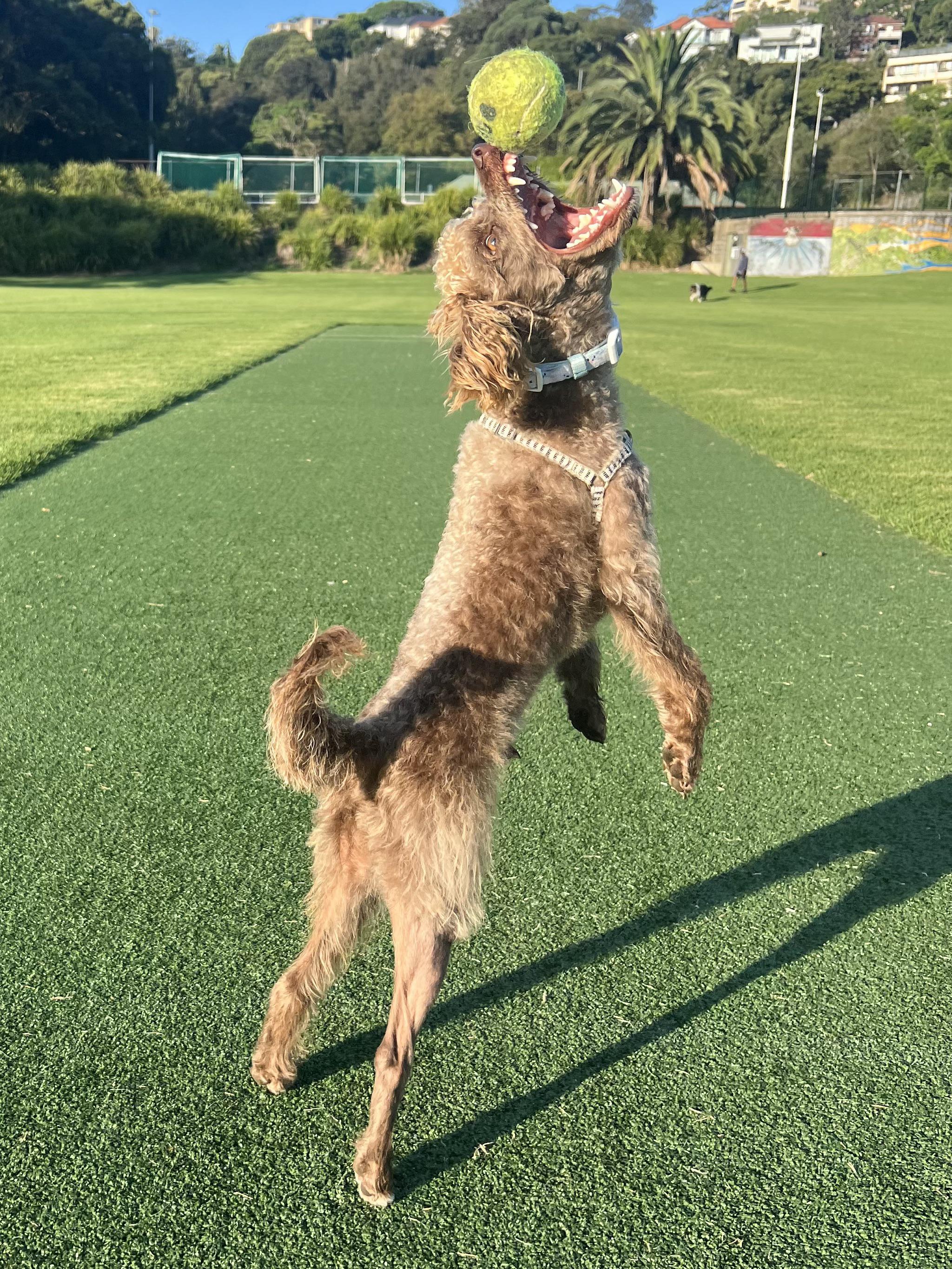 He takes fetch very seriously | Scrolller