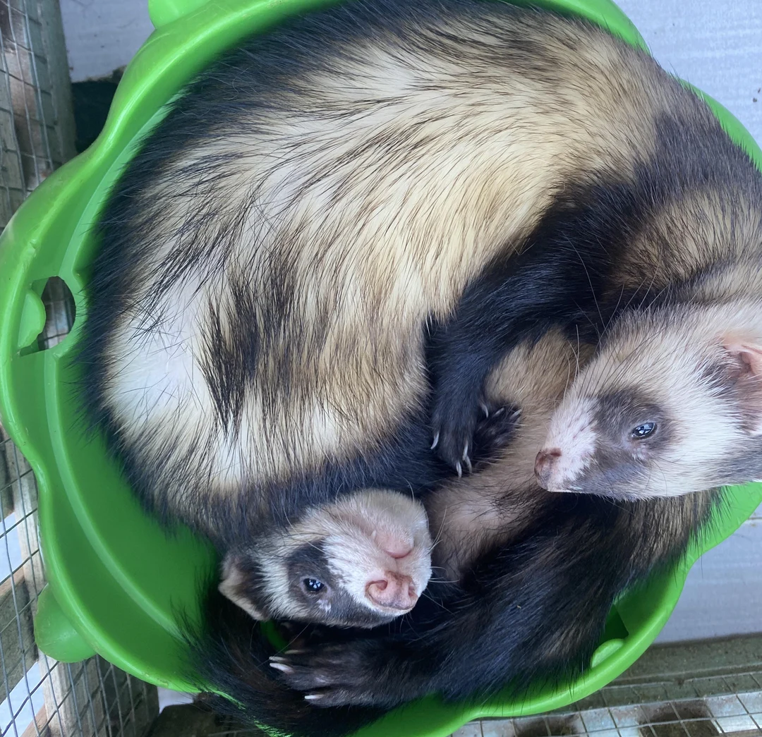 Ferrets | Scrolller