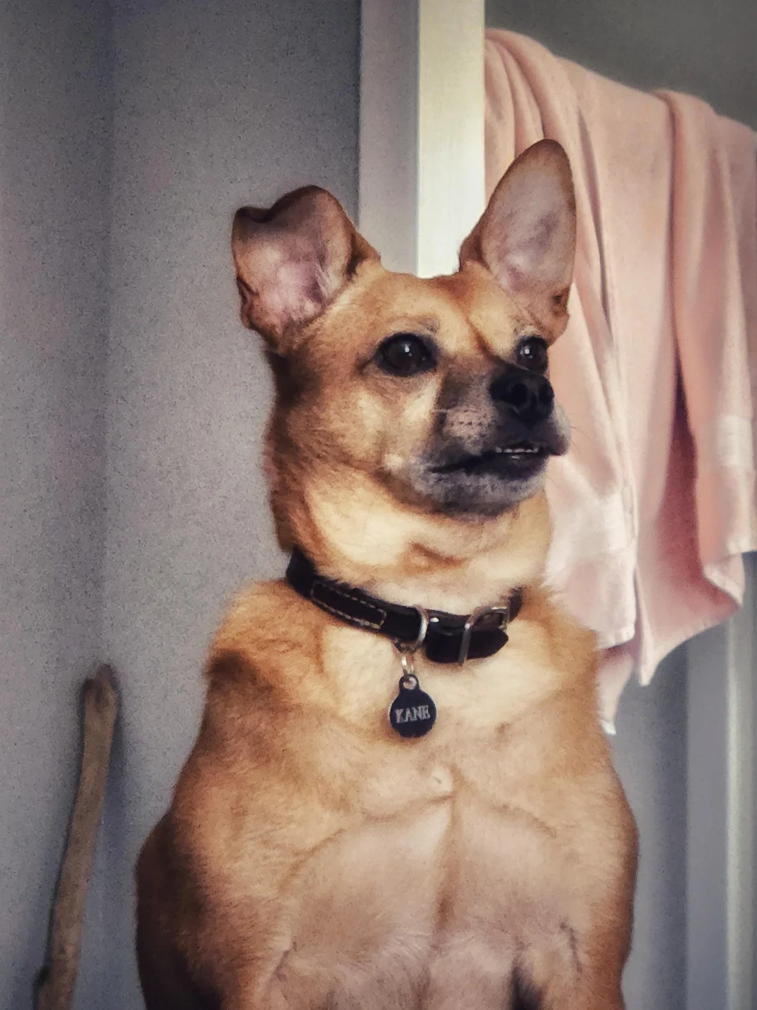 Majestic Derp | Scrolller