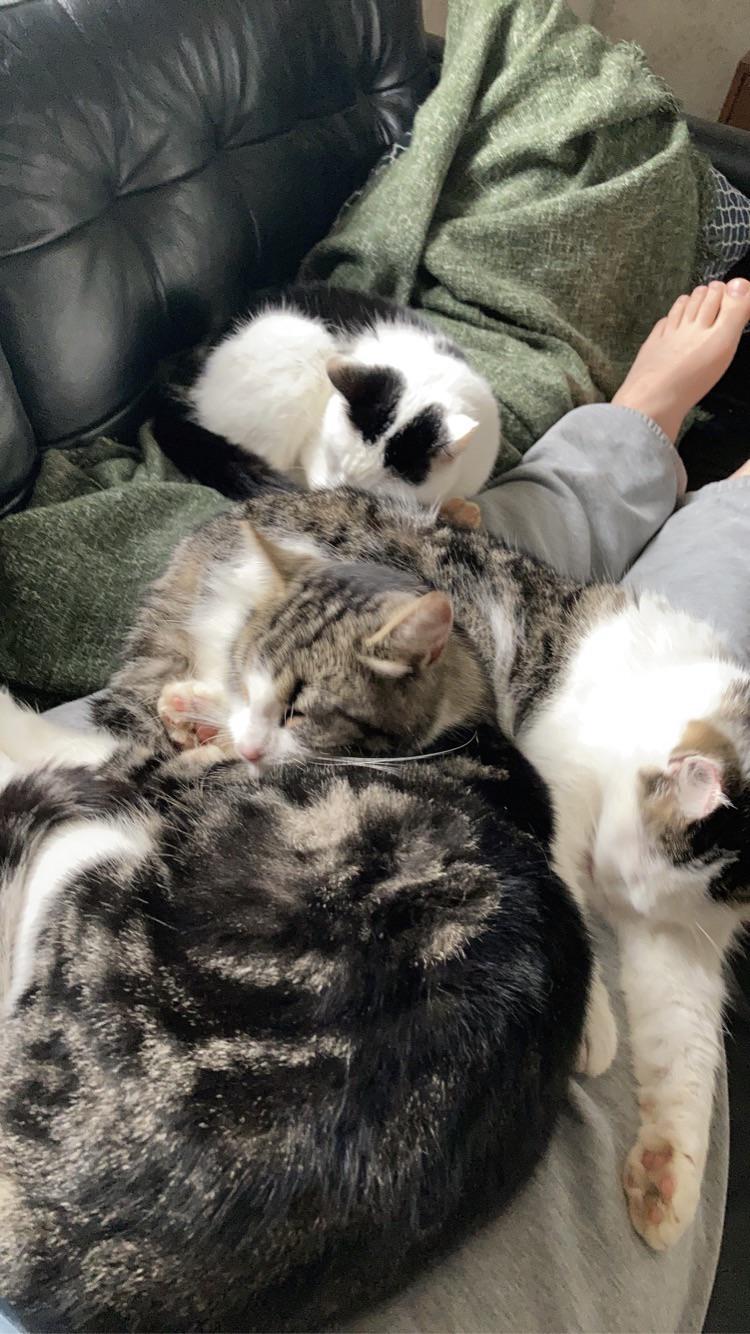 2 brothers (bottom and top) cuddling with mom(middle) | Scrolller