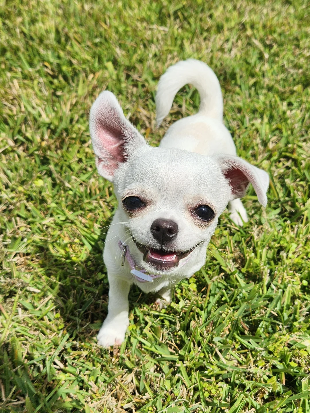 [OC] little Yuki | Scrolller