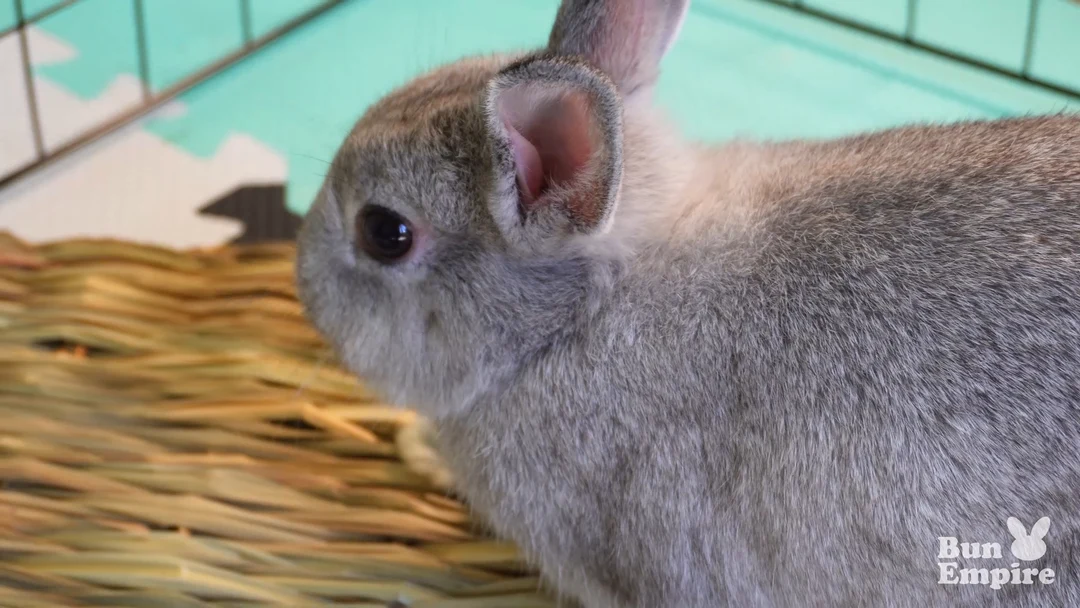 Cute baby bun | Scrolller