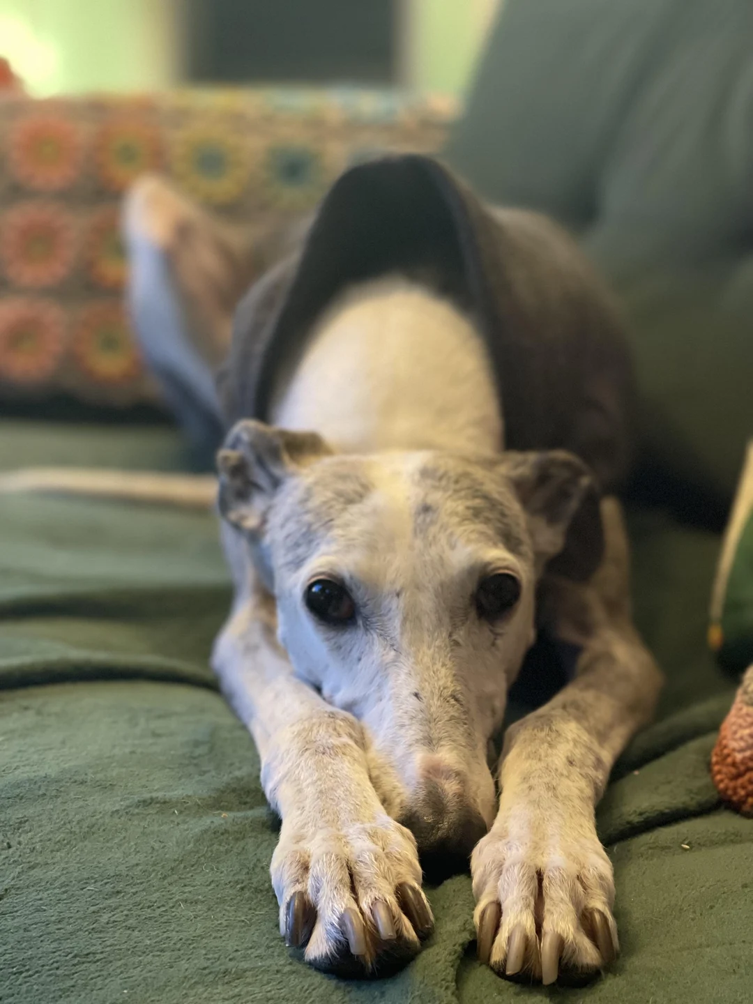 Zebra is trying her new yoga pose: the sled | Scrolller
