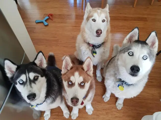 Size update! Little doge is BIG | Scrolller