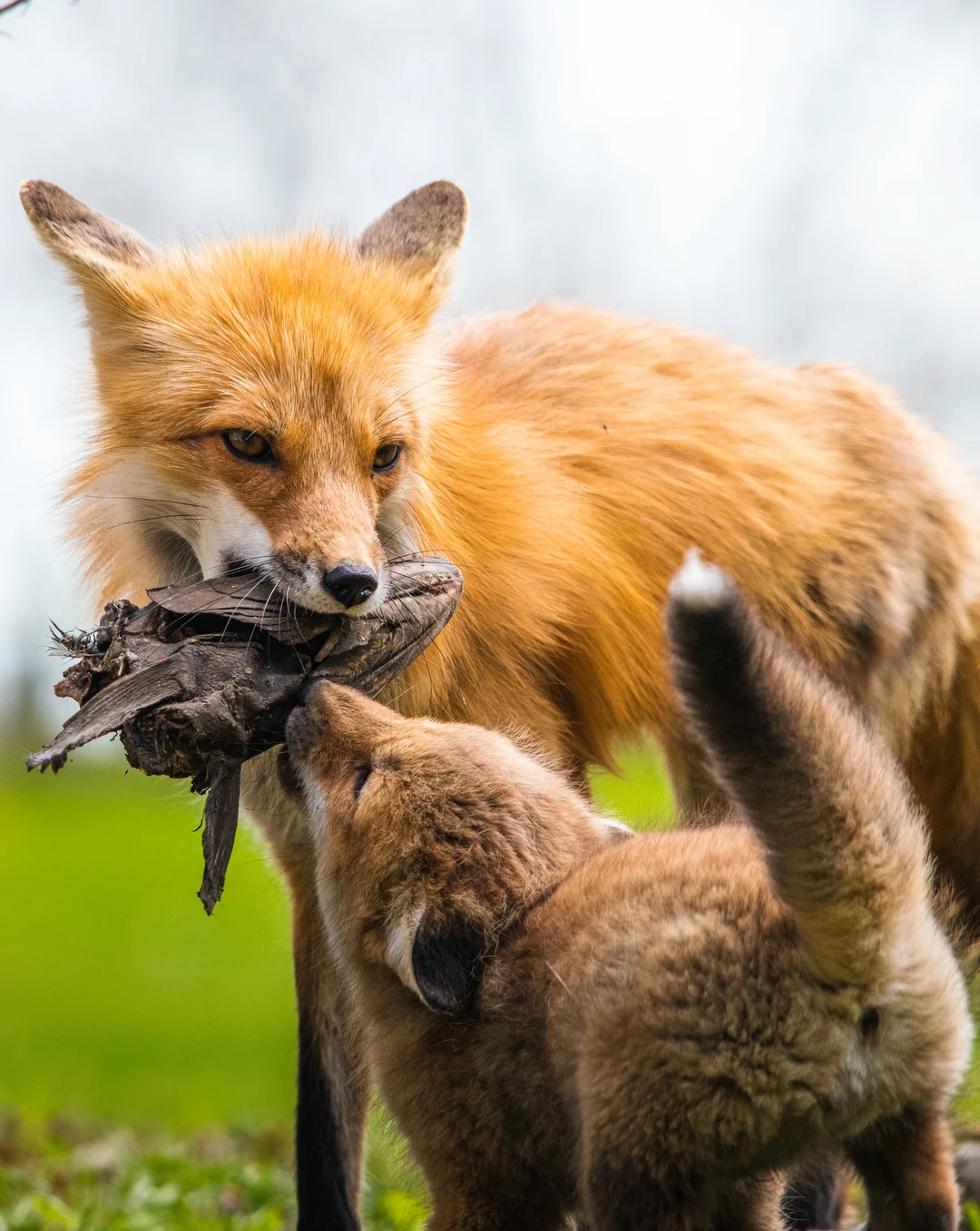 Discover more like Foxes: Feeding the little one and Related Content | Scrolller