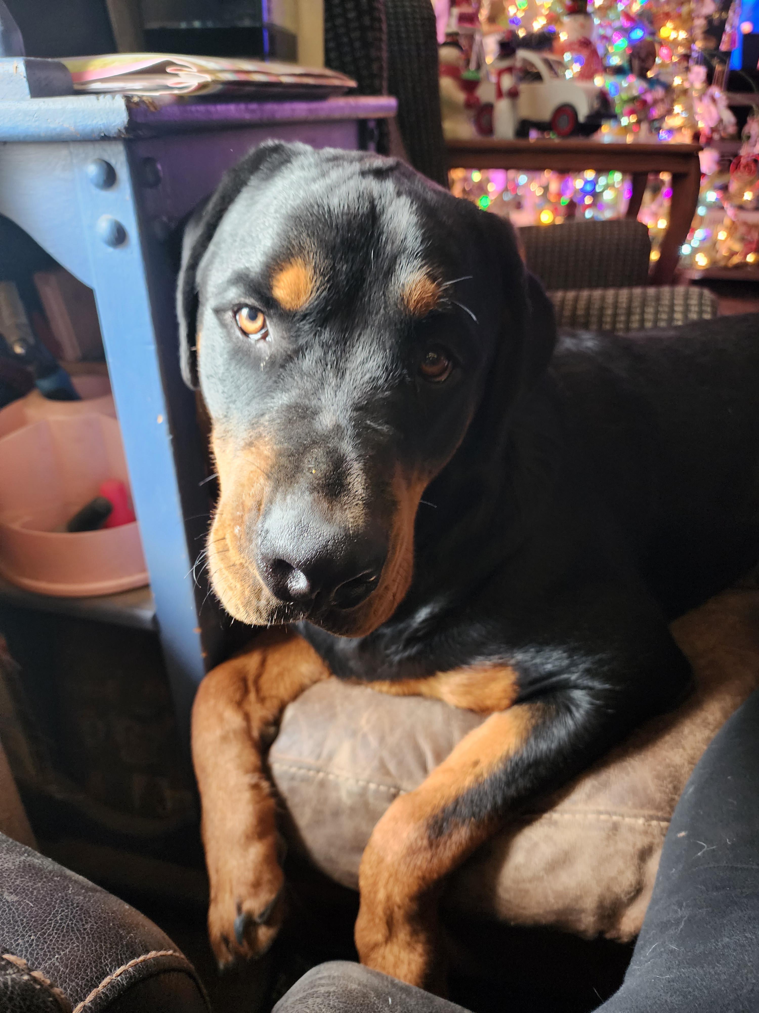 My pretty girl, Harley | Scrolller