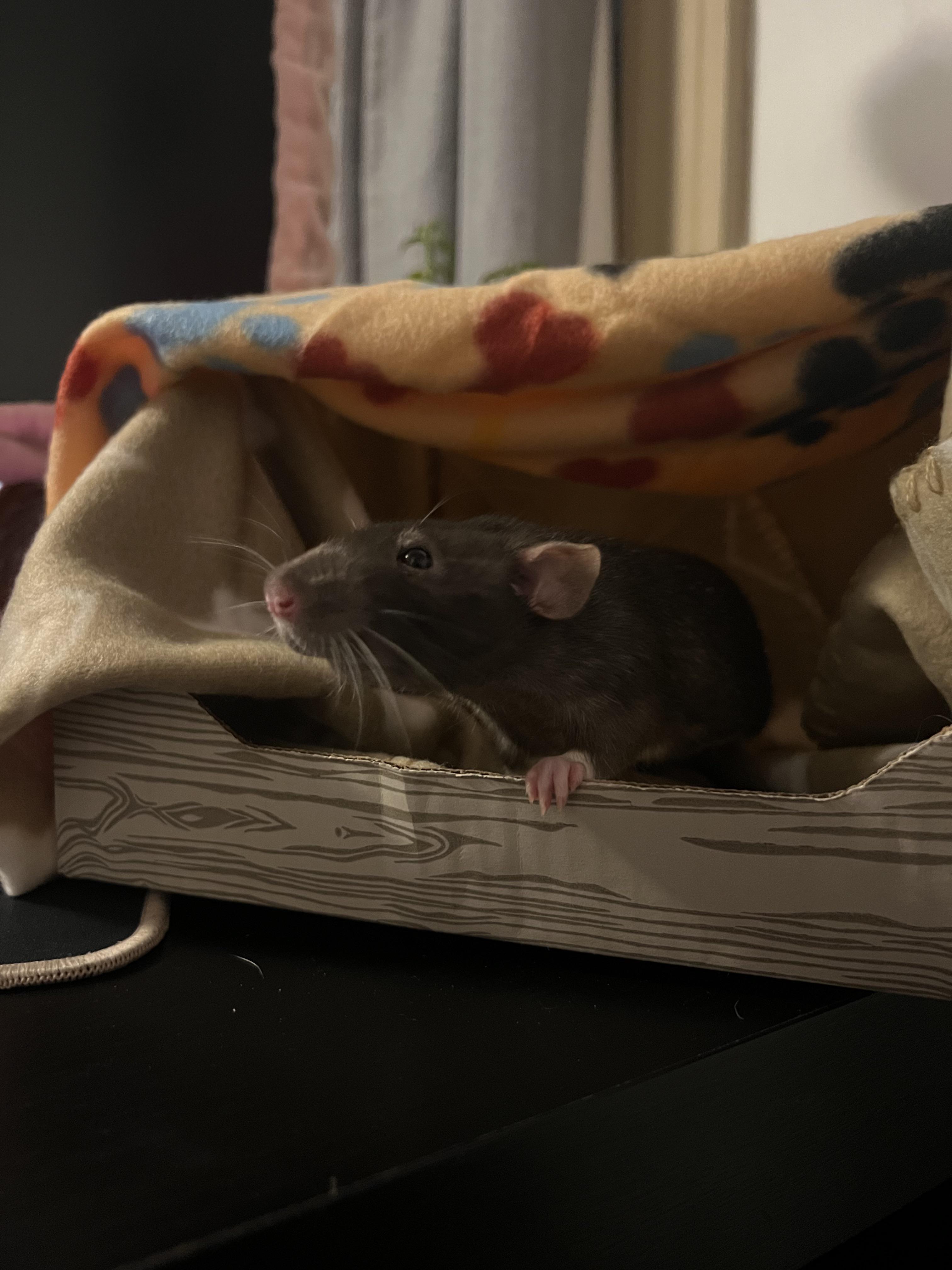 Gamer rat | Scrolller