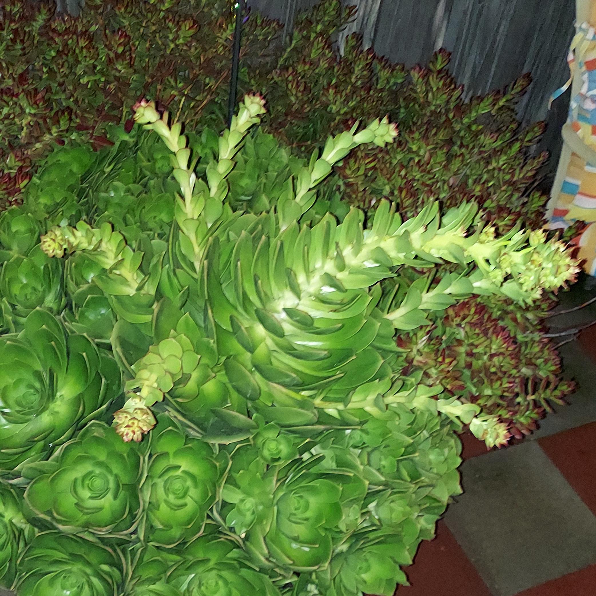 What is this plant? | Scrolller