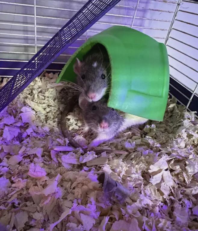 Meet my newly adopted boys, Ozzy and Bowie 🥰 | Scrolller