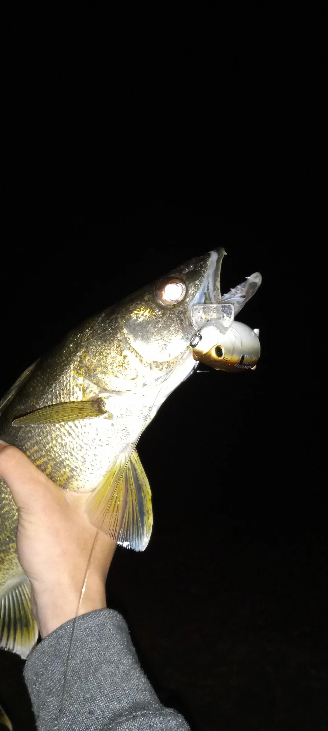 Definitely a first. Caught a Walleye on topwater | Scrolller