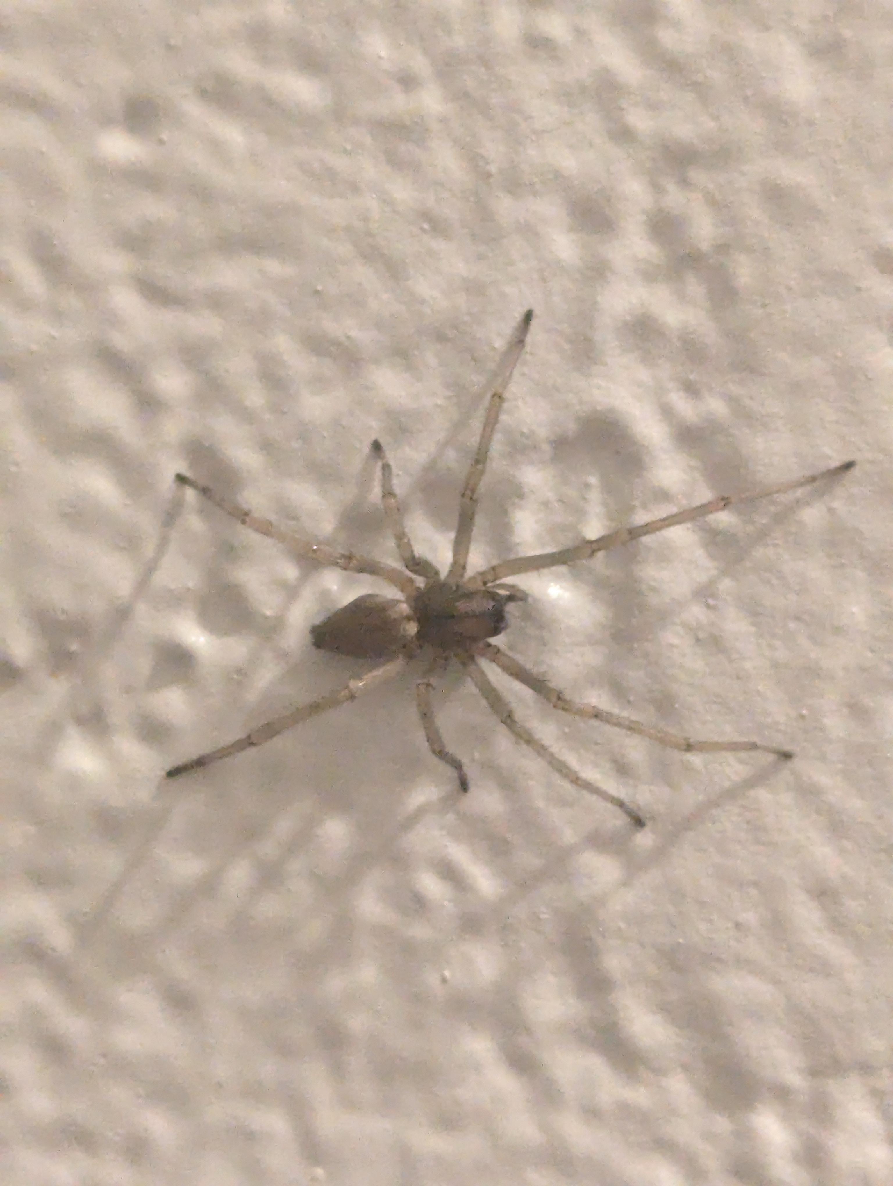 Spider identification | Scrolller