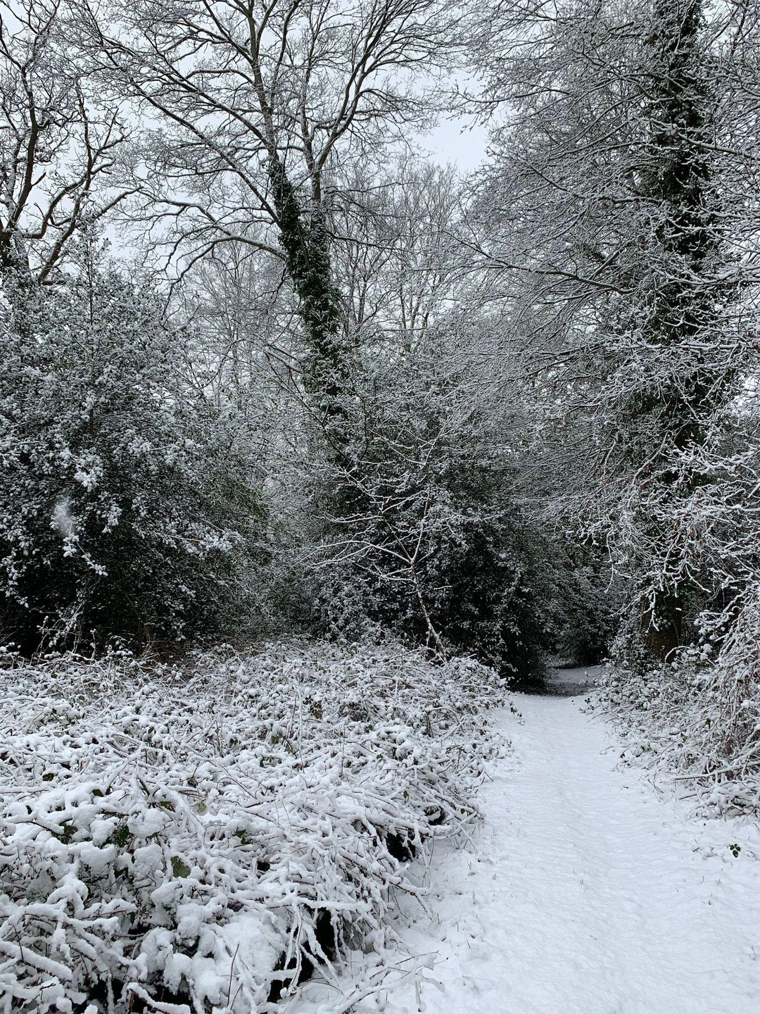 Snowy forest | Scrolller