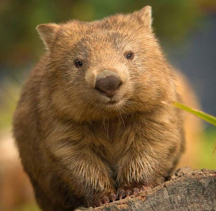 Discover more like Cute: This Cute Wombat 🤎 🤍 🖤 💚 💙 and Related Content | Scrolller
