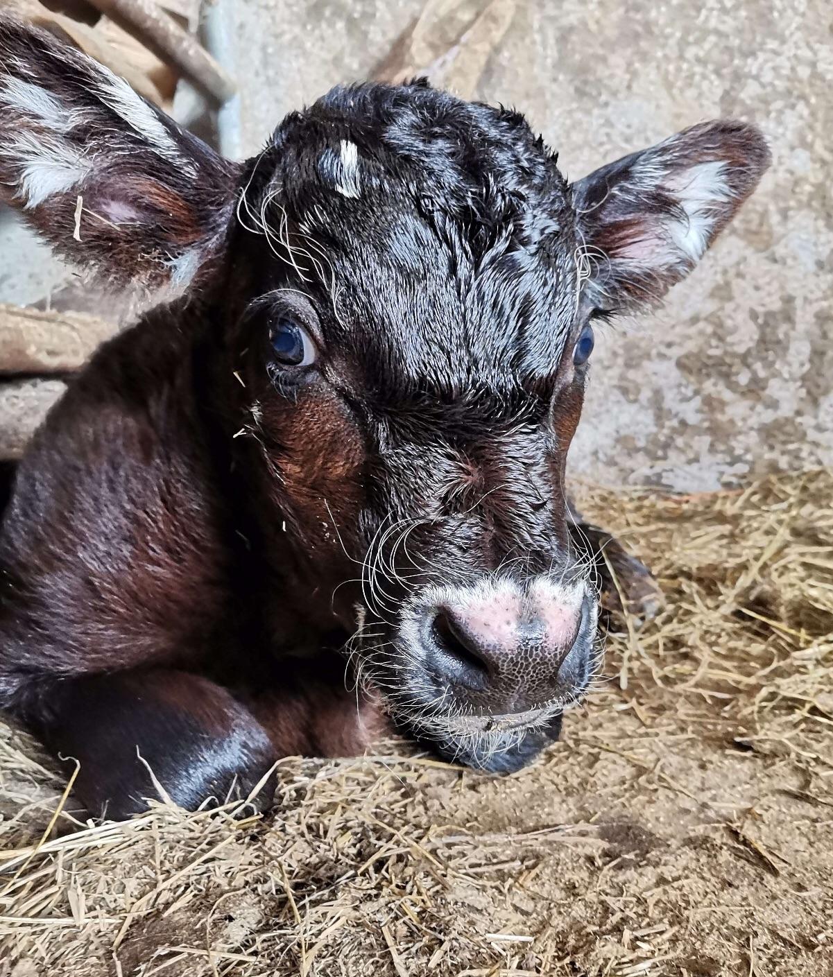 This bull calf is a few days old, and I think he’s super cute! I love his white whiskers | Scrolller