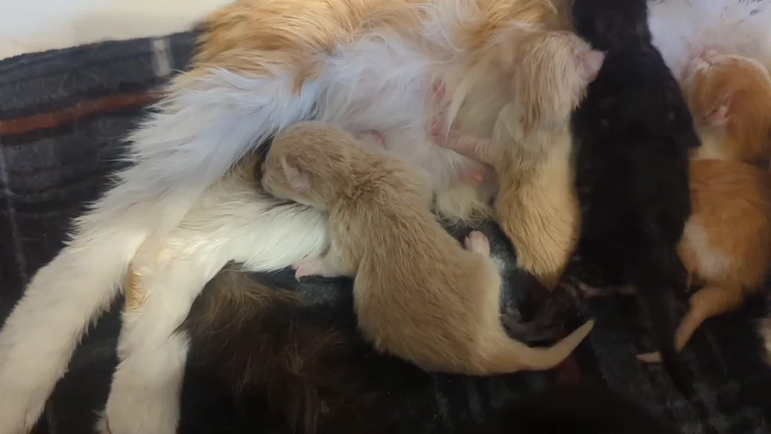 Tabby savagely attacks another cat and instantly regrets it! | Scrolller