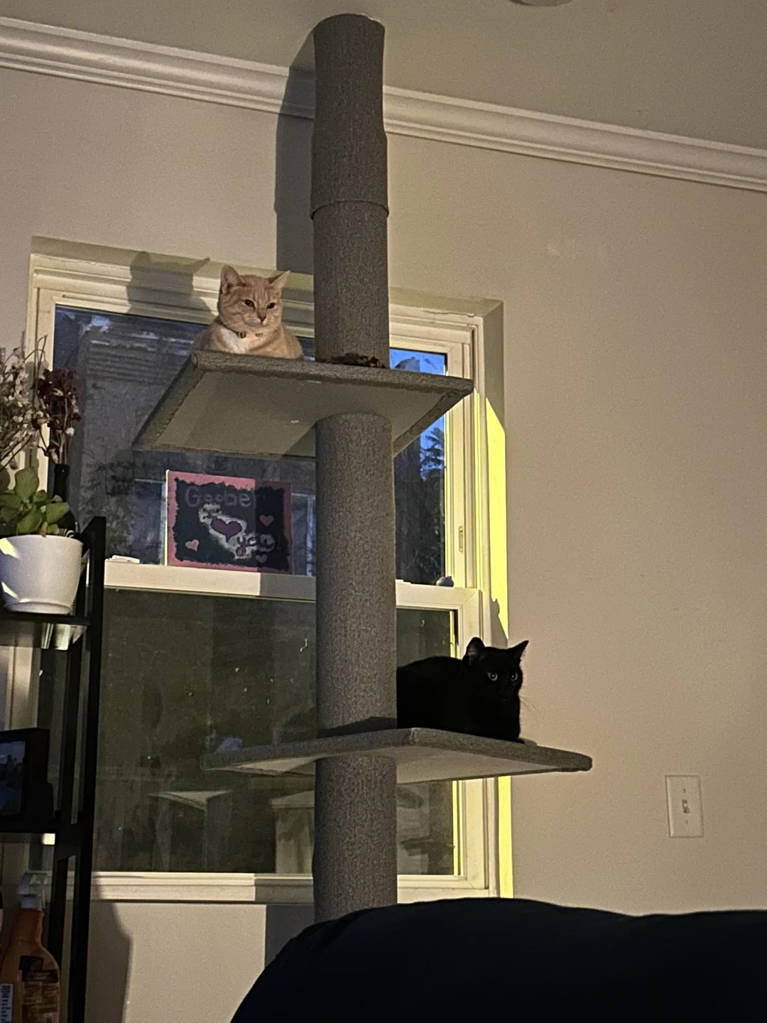 Loaf tree | Scrolller