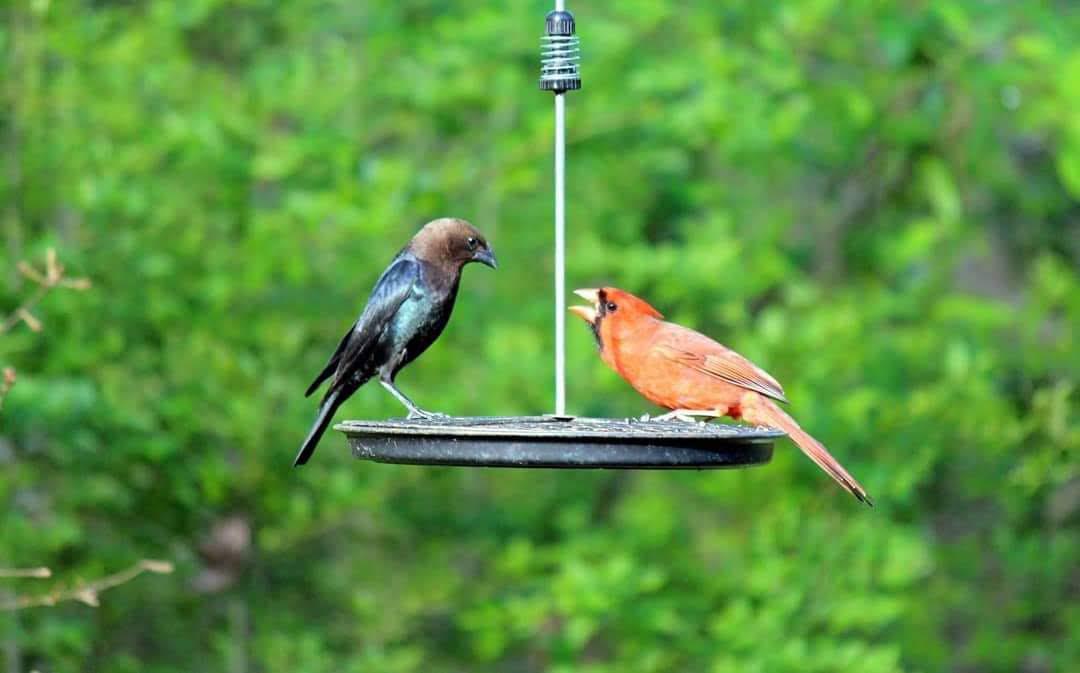 Easter encounter, Western NC | Scrolller