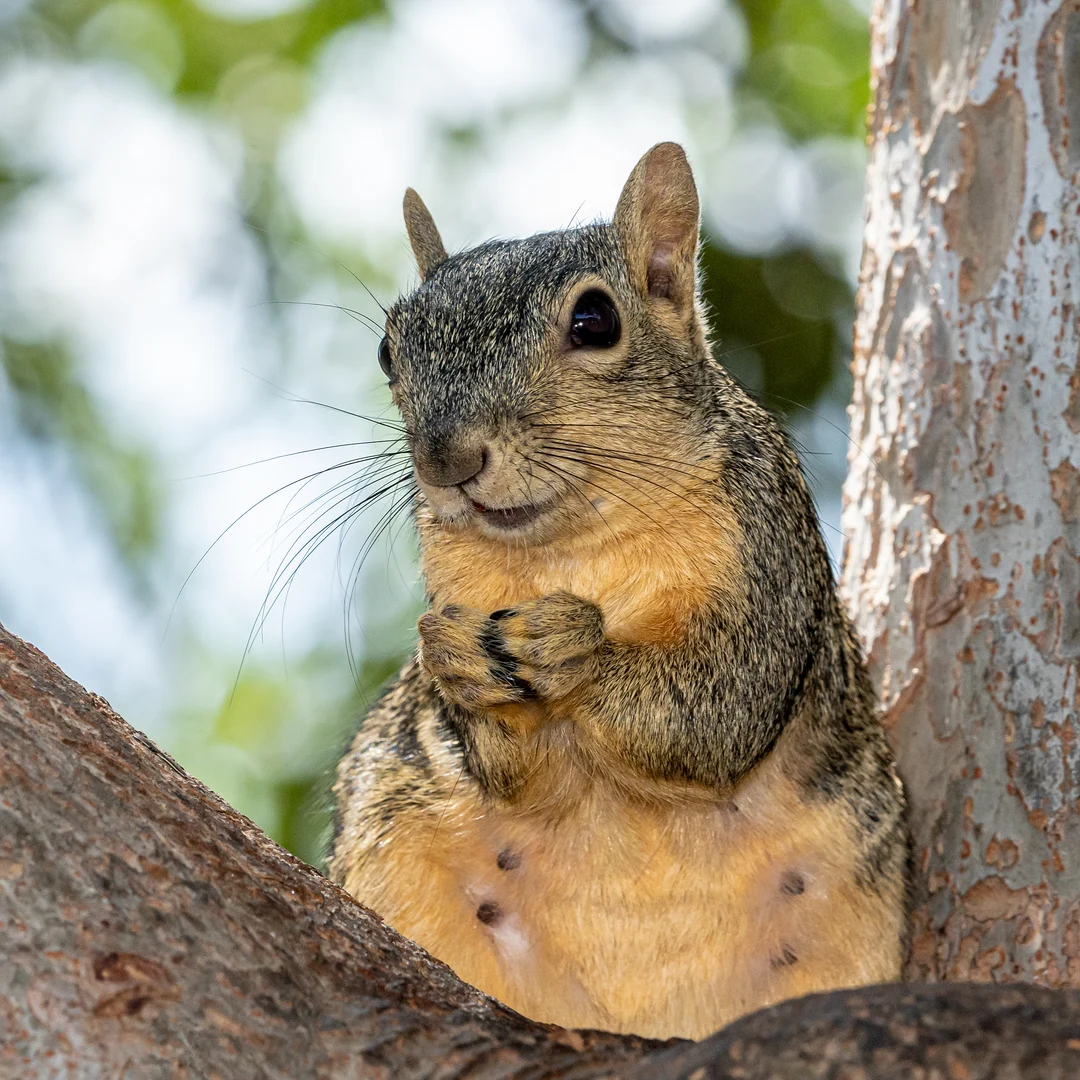 Mother Squirrel | Scrolller