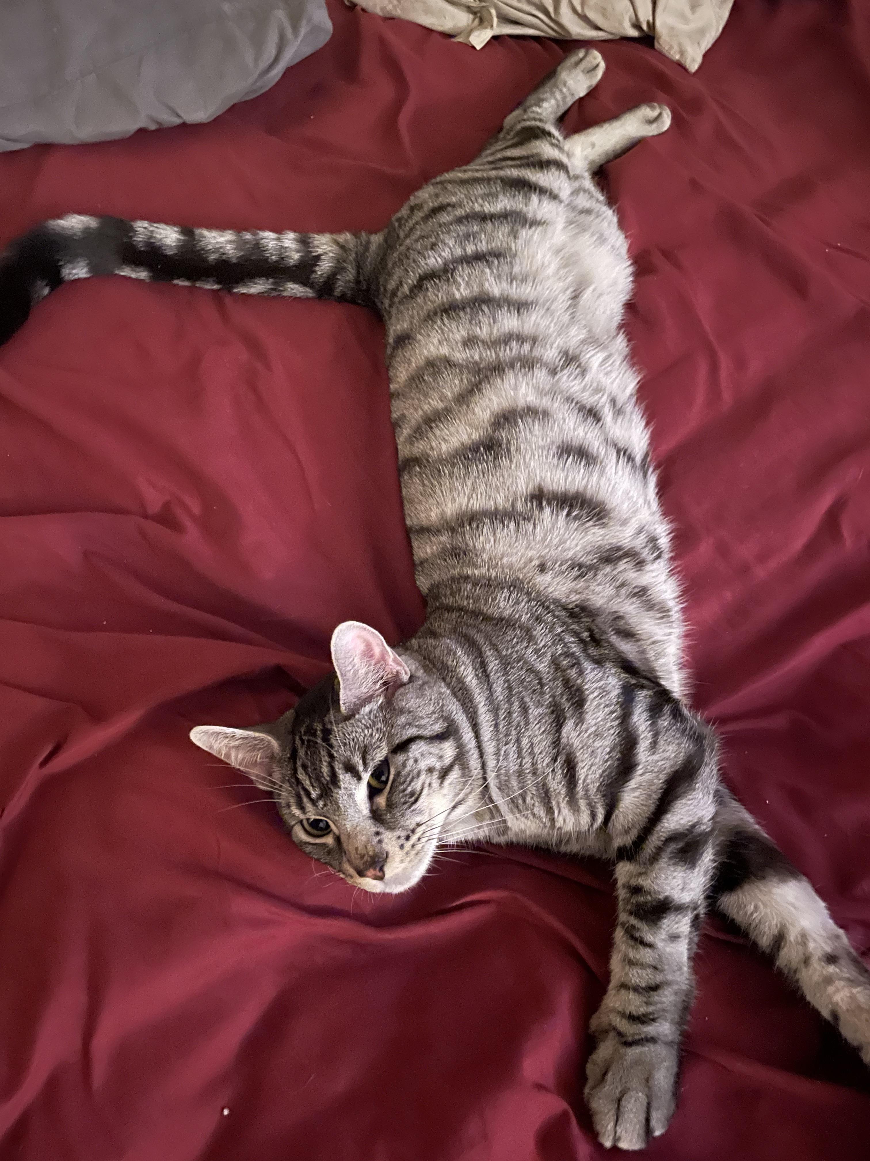 My spoiled brat 😸 | Scrolller