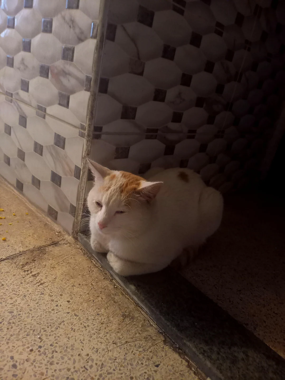 1/4 baked loaf | Scrolller