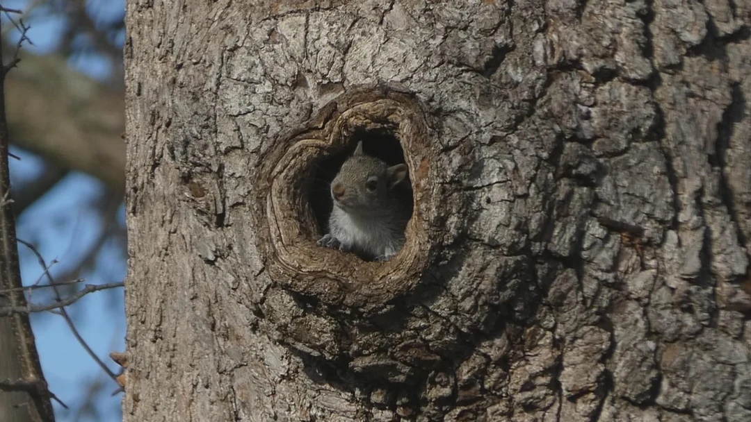 First baby squirrel spotted! | Scrolller