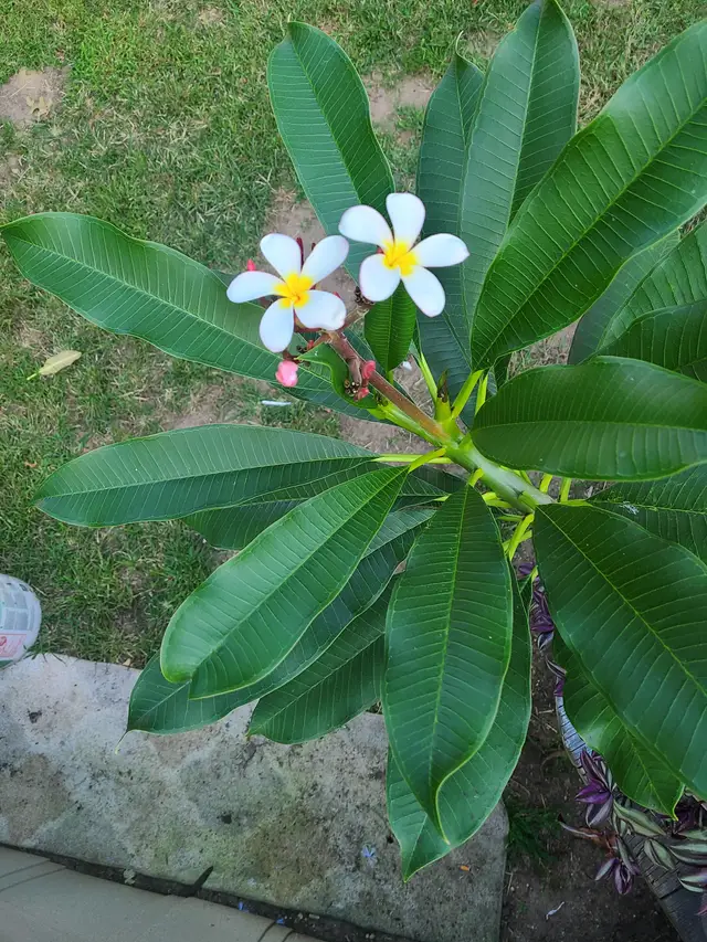 My first bloom | Scrolller