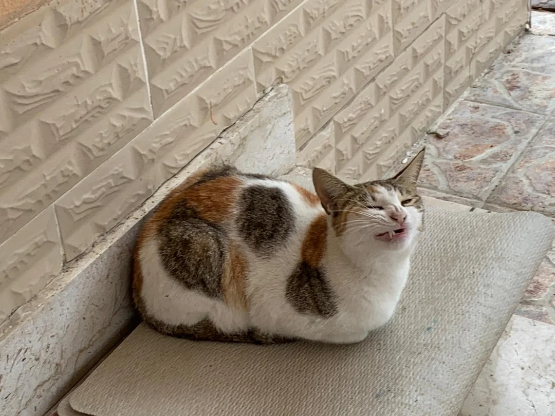 Marble rye loaf | Scrolller