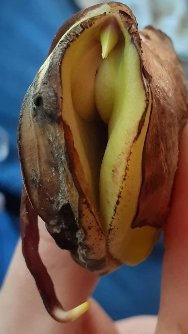 A mango seed. | Scrolller