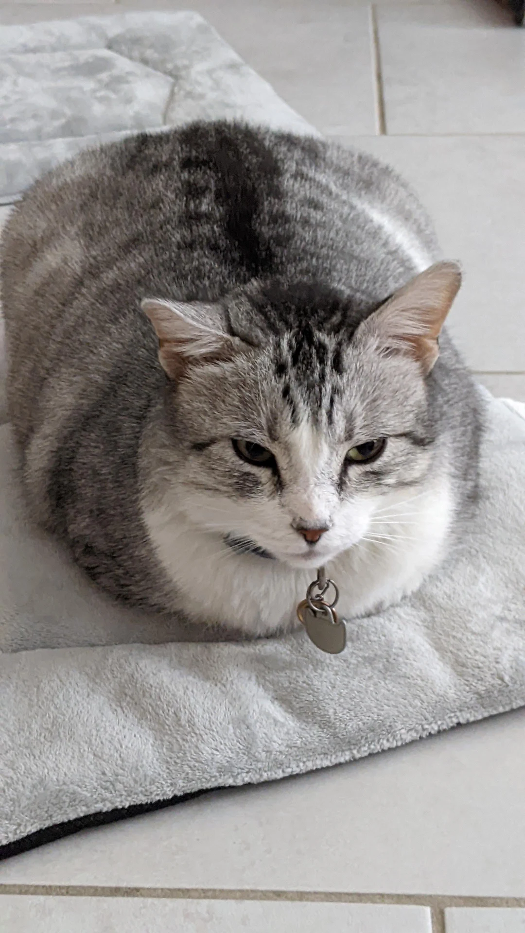 Very tight loaf of Oreo | Scrolller