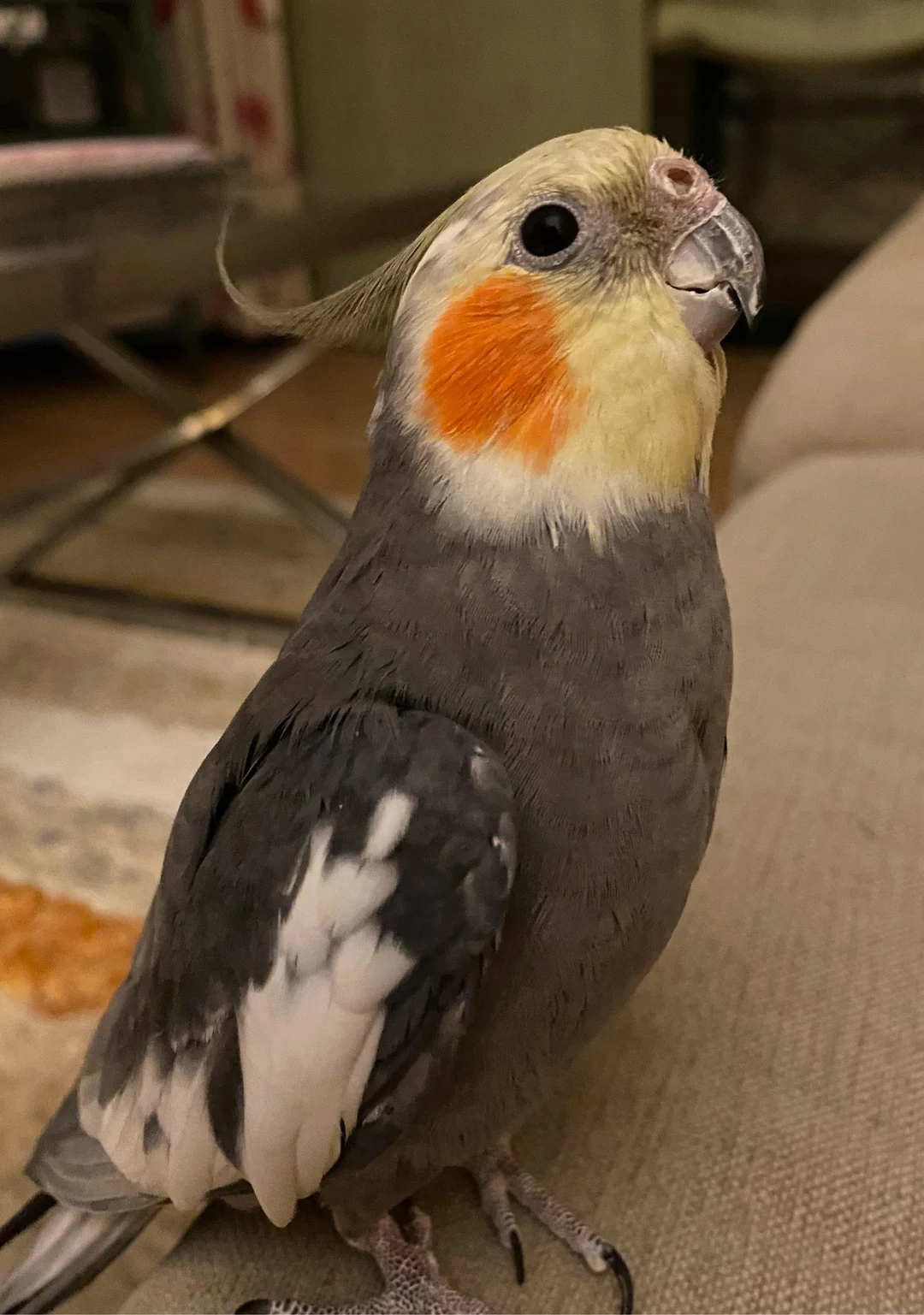 It's been 2 years since this cuddly birb came into my life, love u 🥹💕 | Scrolller