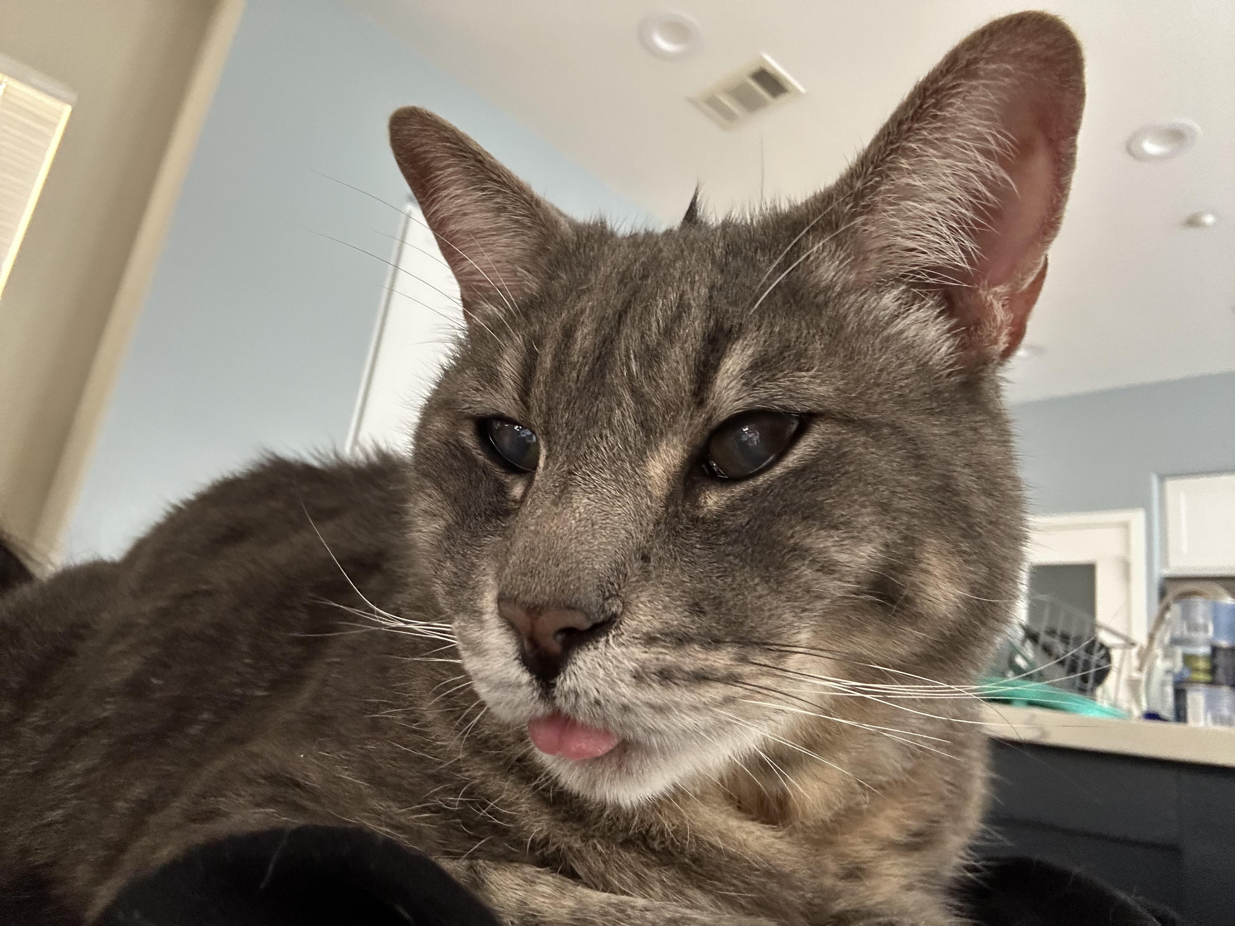 Up close and personal blep | Scrolller