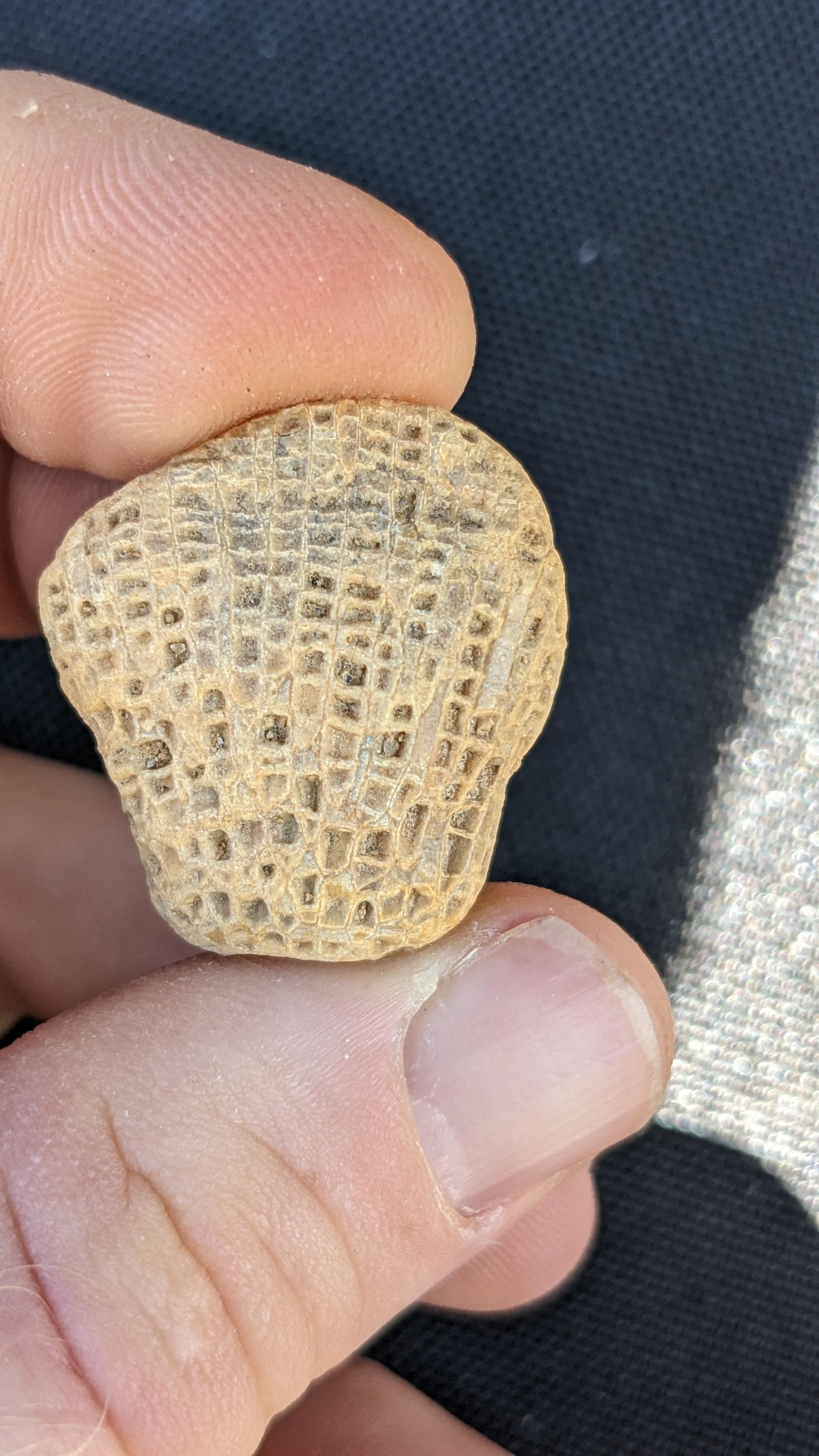 Fossil? The entire exterior is covered in this "pattern" | Scrolller