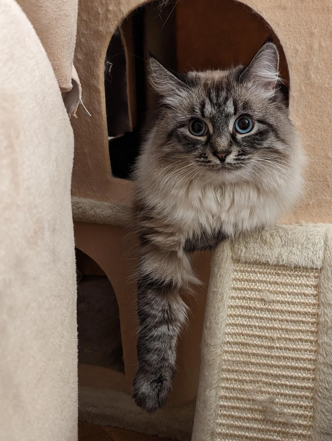 Siberian dangle | Scrolller