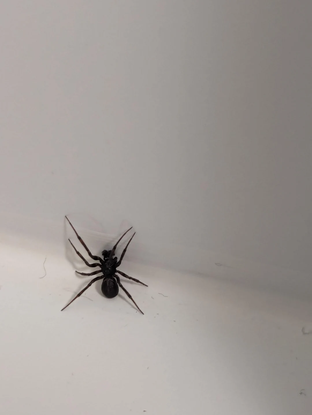 Shower Spiders- ID needed | Scrolller