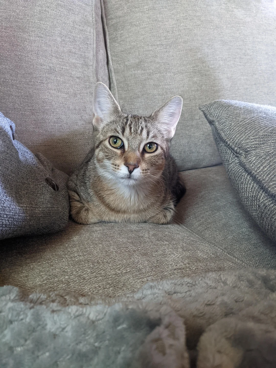 majestic loaf | Scrolller