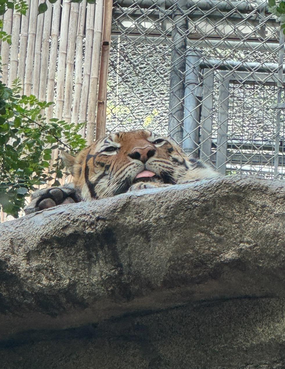 Big kitty blep from the San Diego Zoo | Scrolller