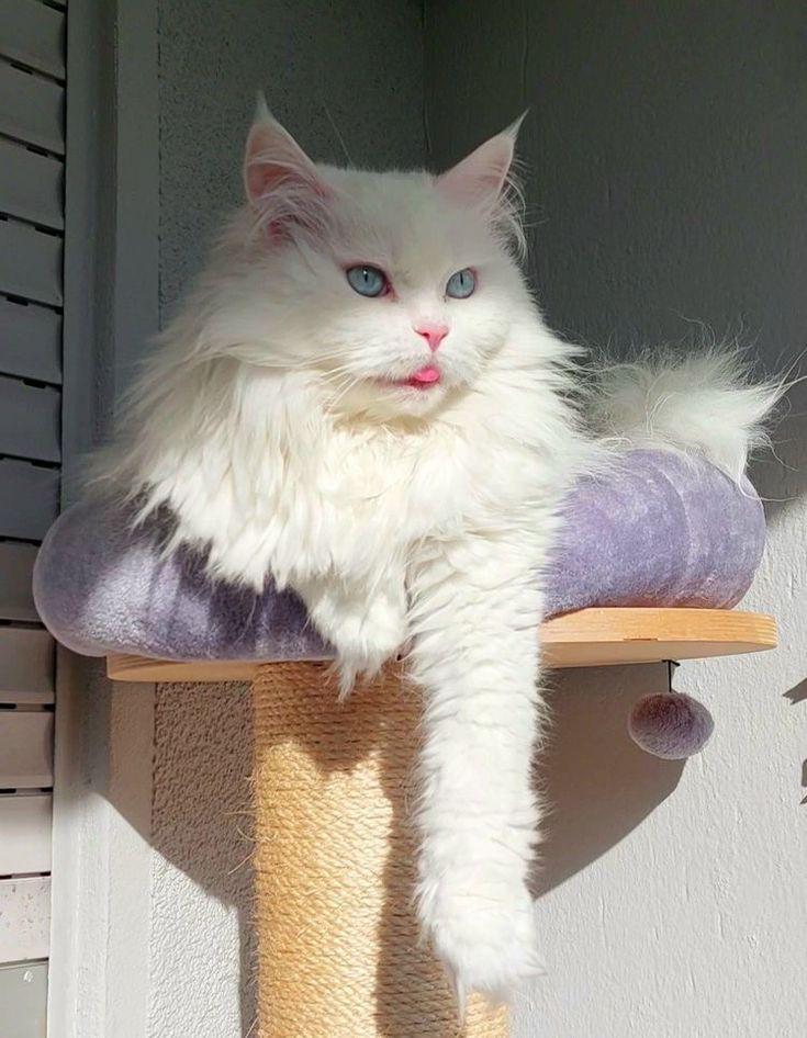 Cute blep | Scrolller