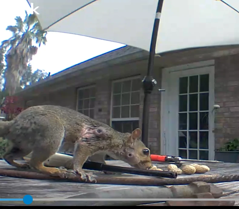 This guy showed up at my peanut table today. I have no idea what is wrong. | Scrolller