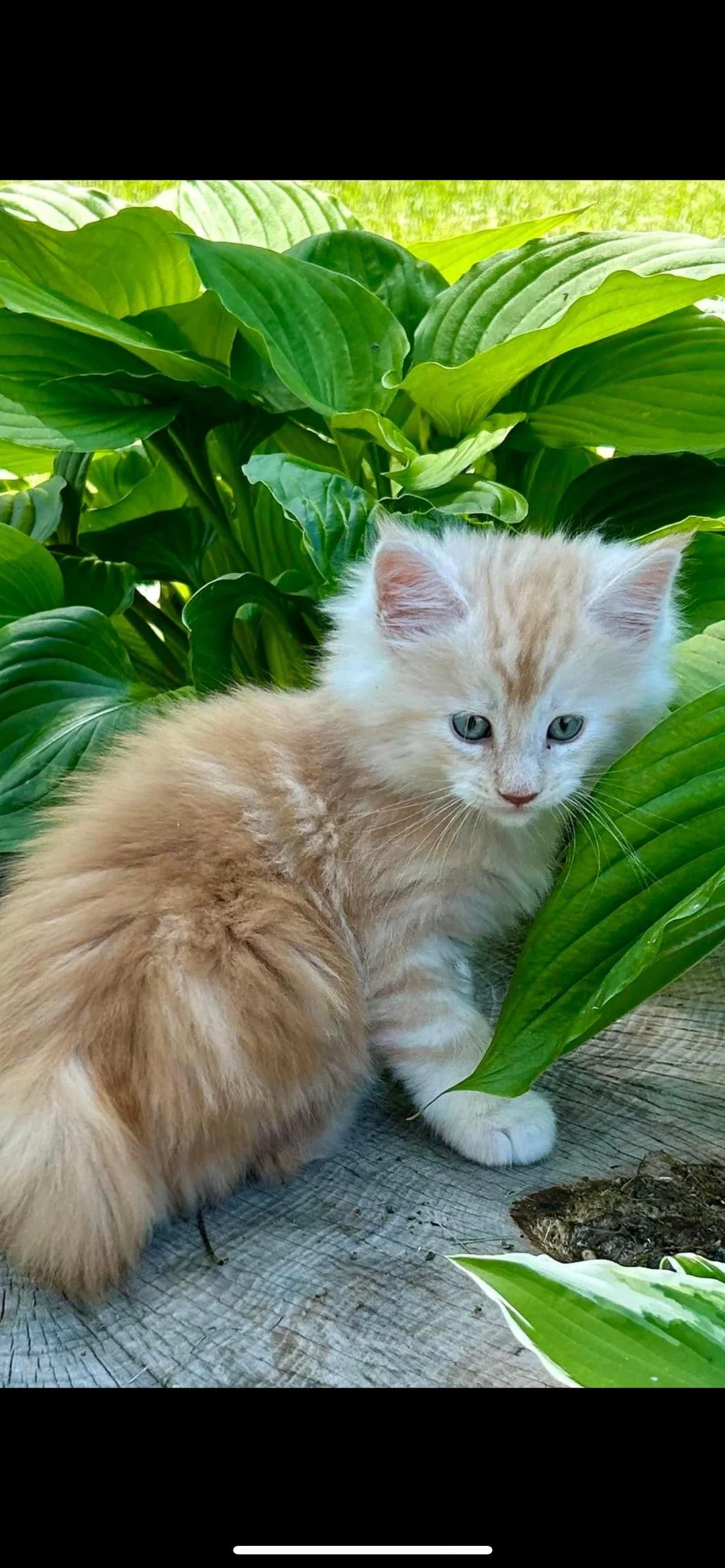 Meet Megellan my first kitten | Scrolller