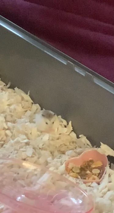 Vanilla being tiny | Scrolller