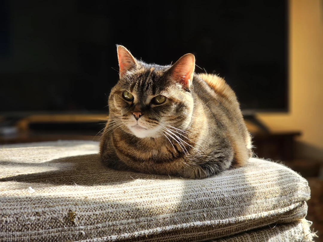Sunbeam Loaf | Scrolller