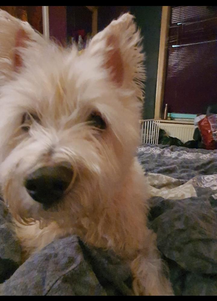 Angus alert | Scrolller