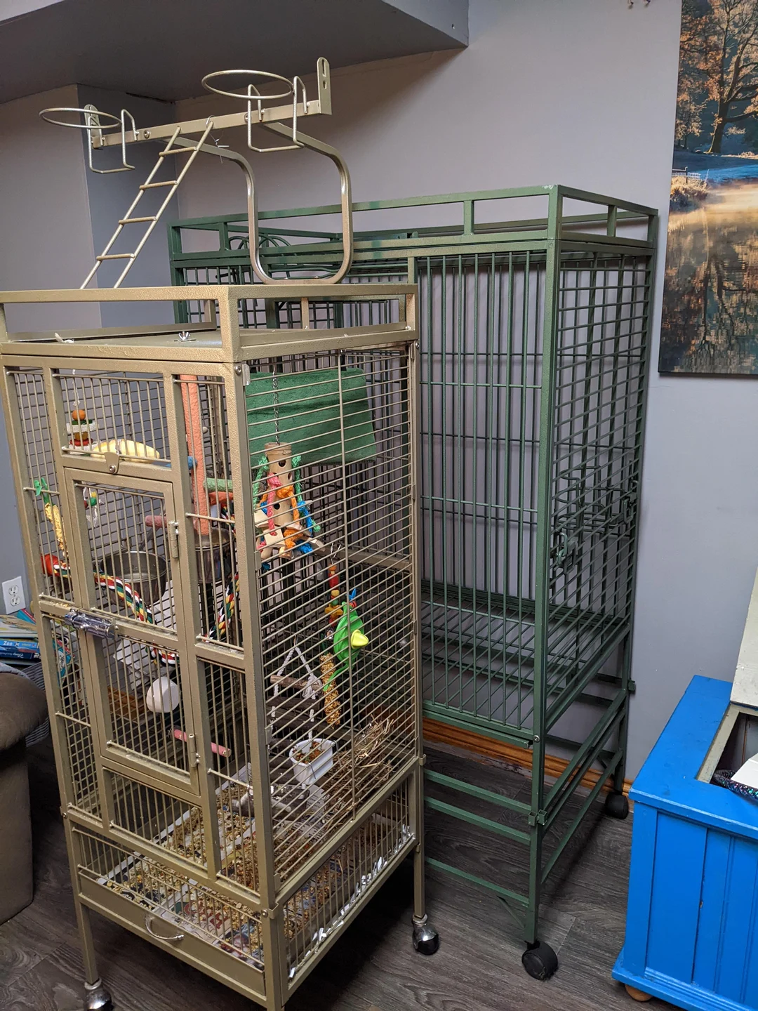 Got a free cage upgrade for our girl Nadine | Scrolller